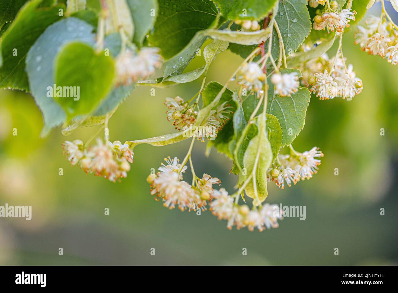Linden yellow blossom of Tilia cordata tree (small-leaved lime, little ...