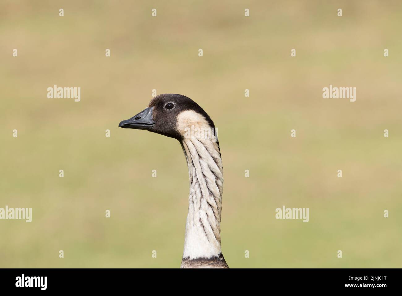 Big native goose species hi-res stock photography and images - Alamy
