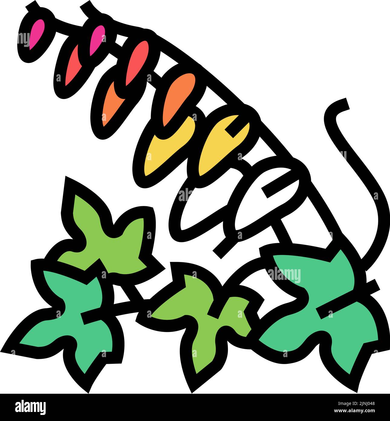 Firecracker plant Cut Out Stock Images & Pictures - Alamy