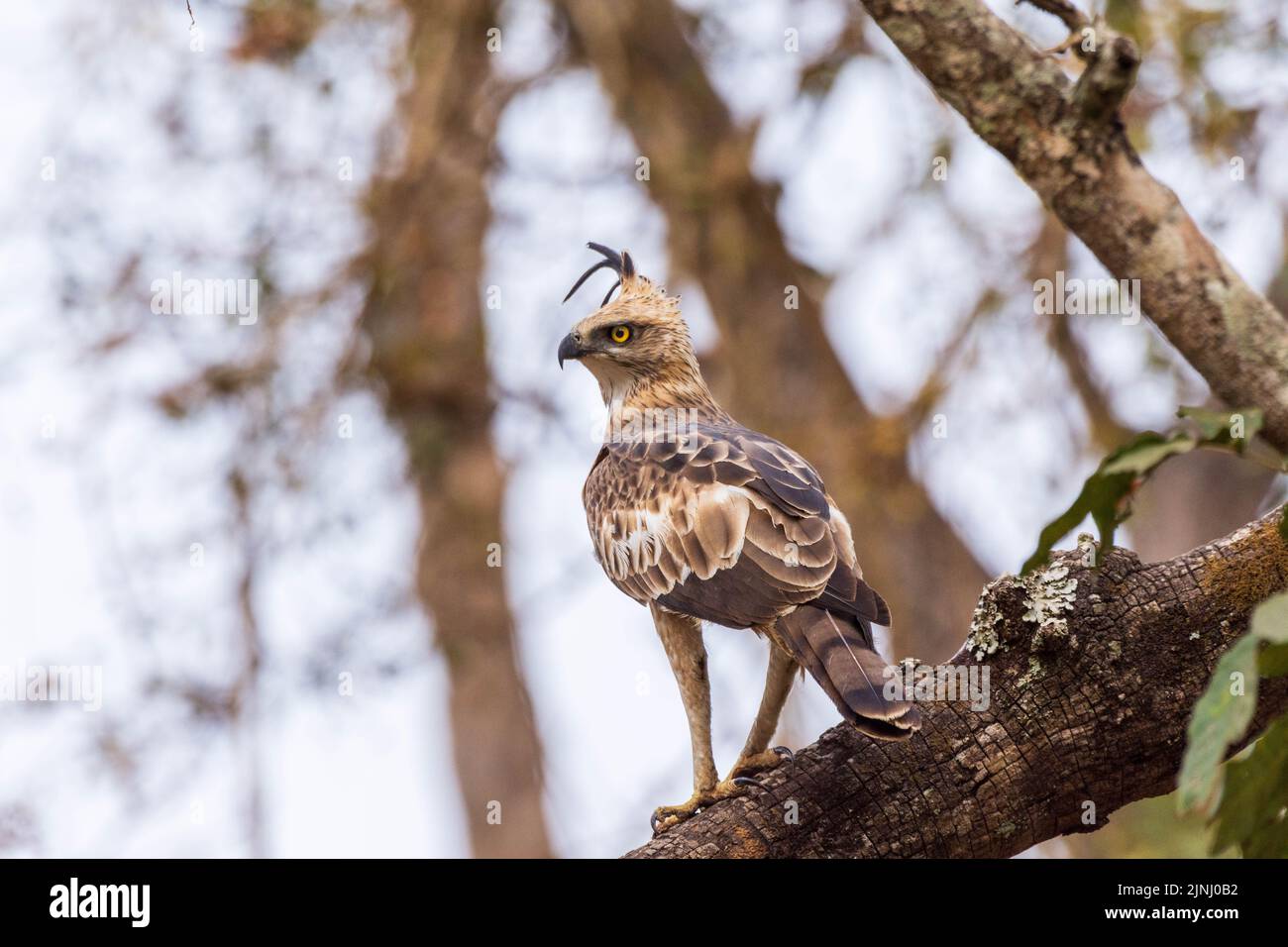 Tiger claw tree hi-res stock photography and images - Alamy