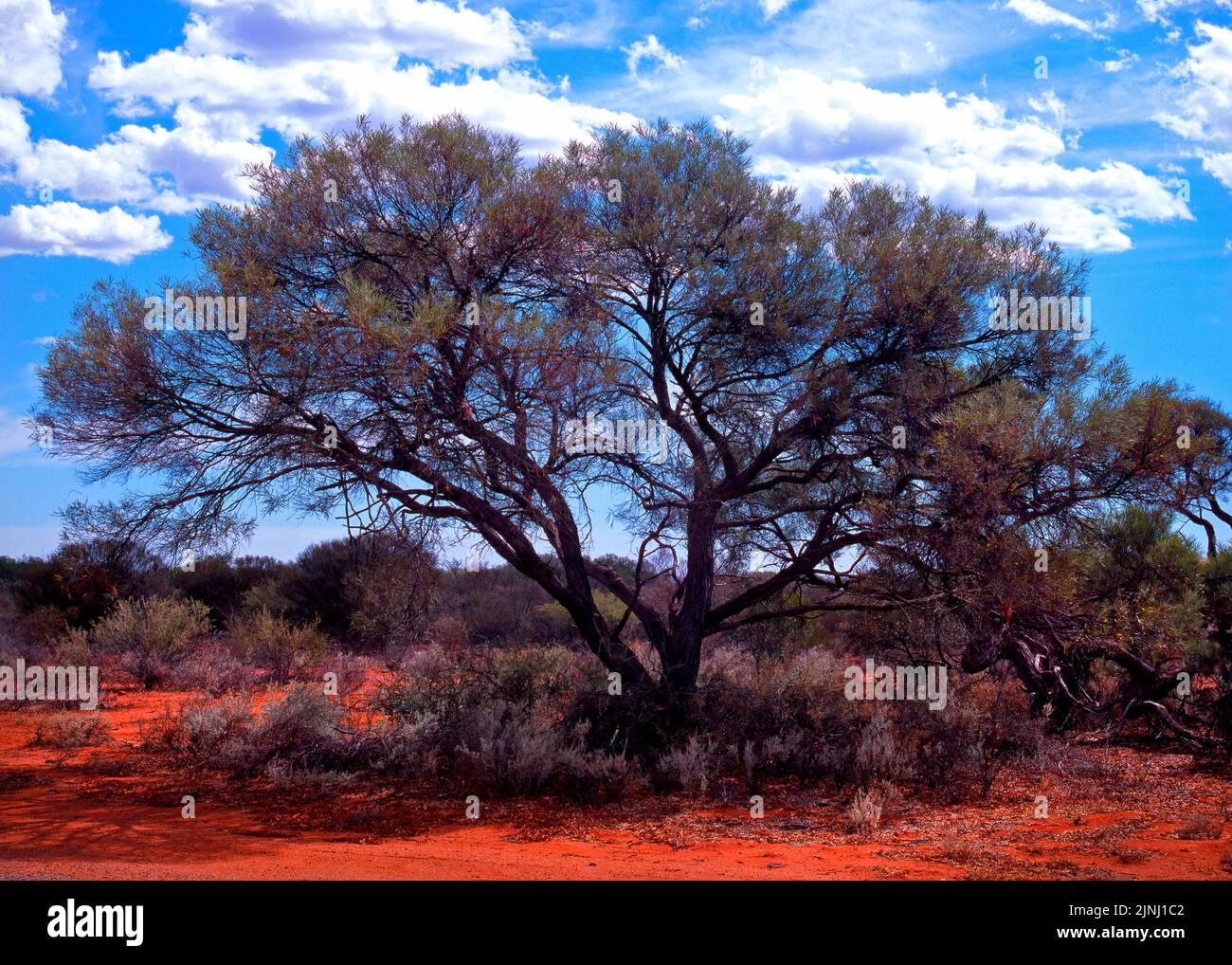 Malley Tree in Australian Outback, Pilbara, Northwest Australia Stock ...