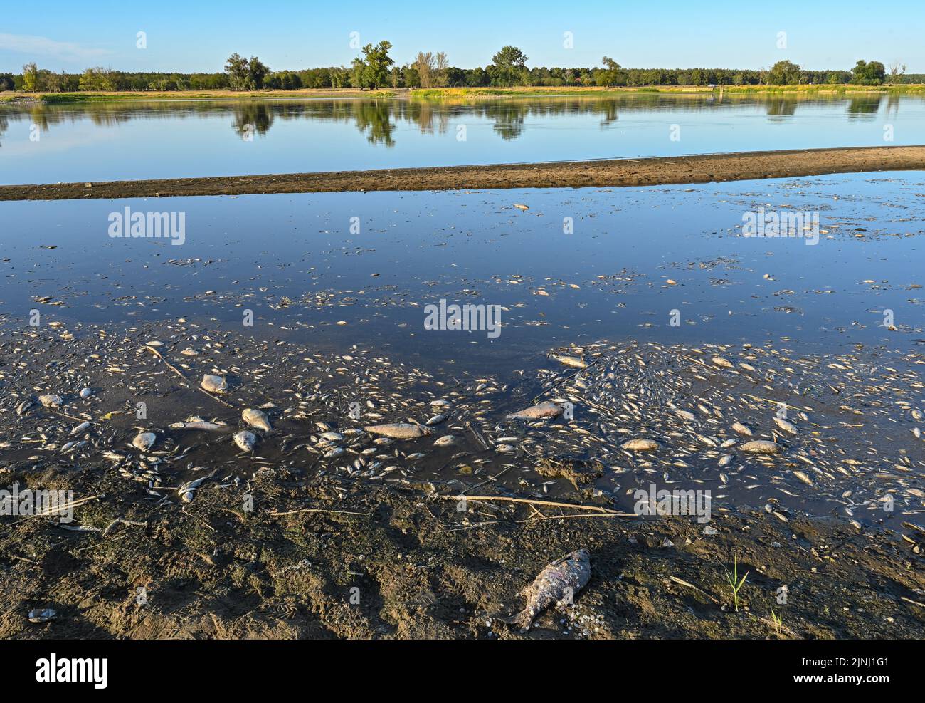 Genschmar, Germany. 11th Aug, 2022. Countless dead fish are floating in ...