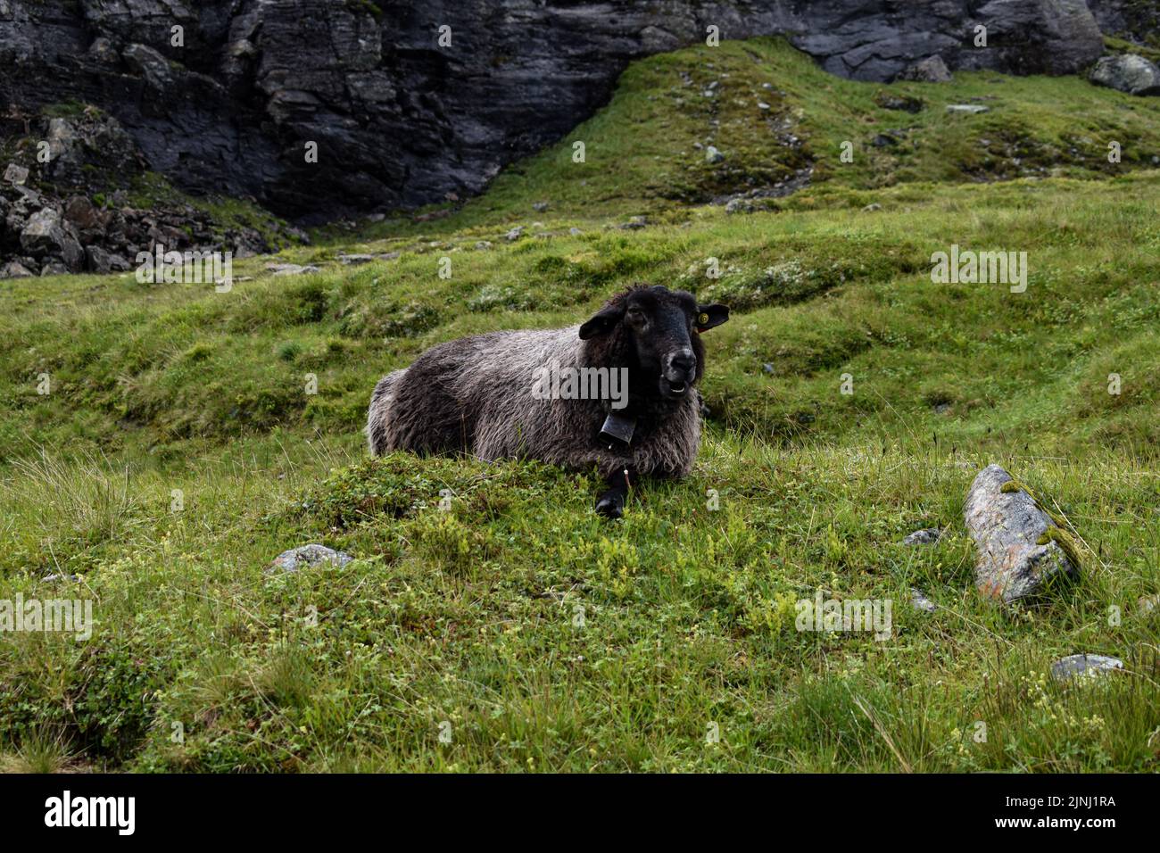 A cute furry sheep resting on the green grass in a meadow during the ...