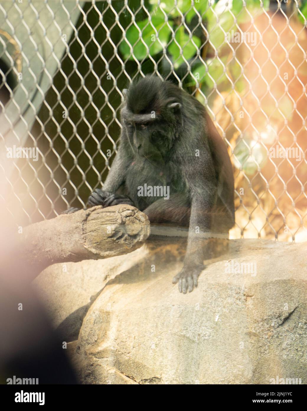 Moor macaque hi-res stock photography and images - Alamy
