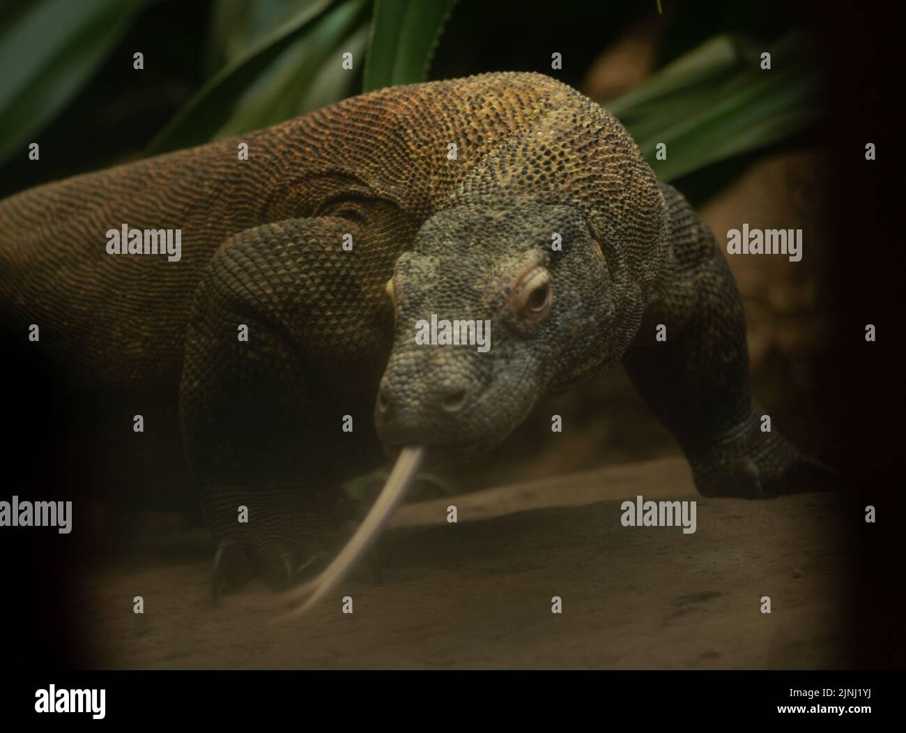 Face wild komodo dragon hi-res stock photography and images - Alamy