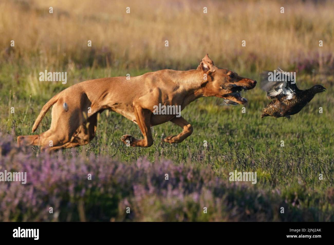 A shooting party on the moors in North Yorkshire, as the Glorious 12th ...