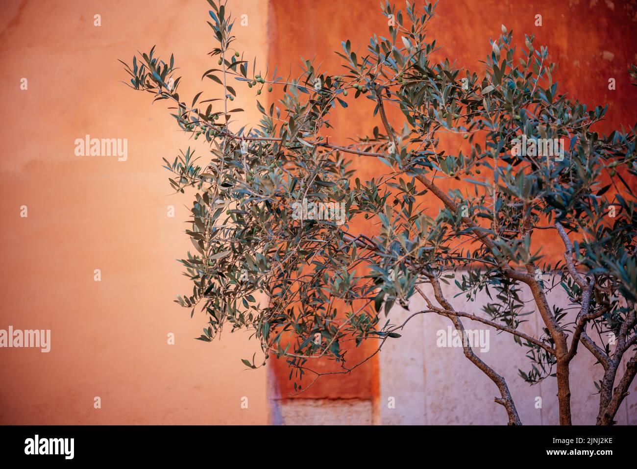 Olive tree branches at terracotta plaster wall background in Rome ...