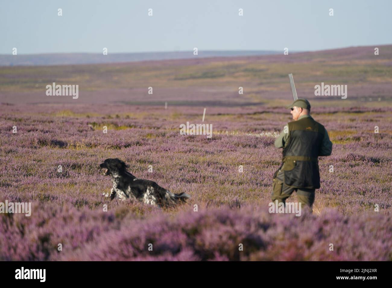 A shooting party on the moors in North Yorkshire, as the Glorious 12th ...