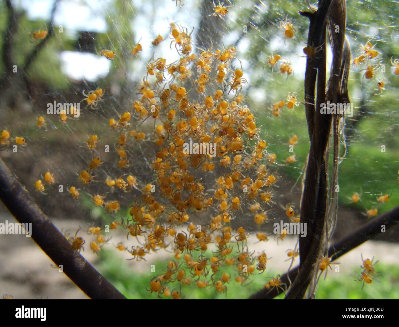 Baby spiders autumn hi-res stock photography and images - Alamy