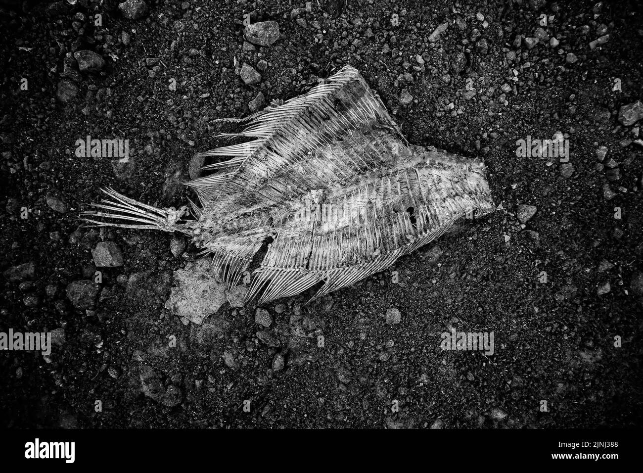 Detail of dead and dried fish in the sun, food for stray animals Stock ...