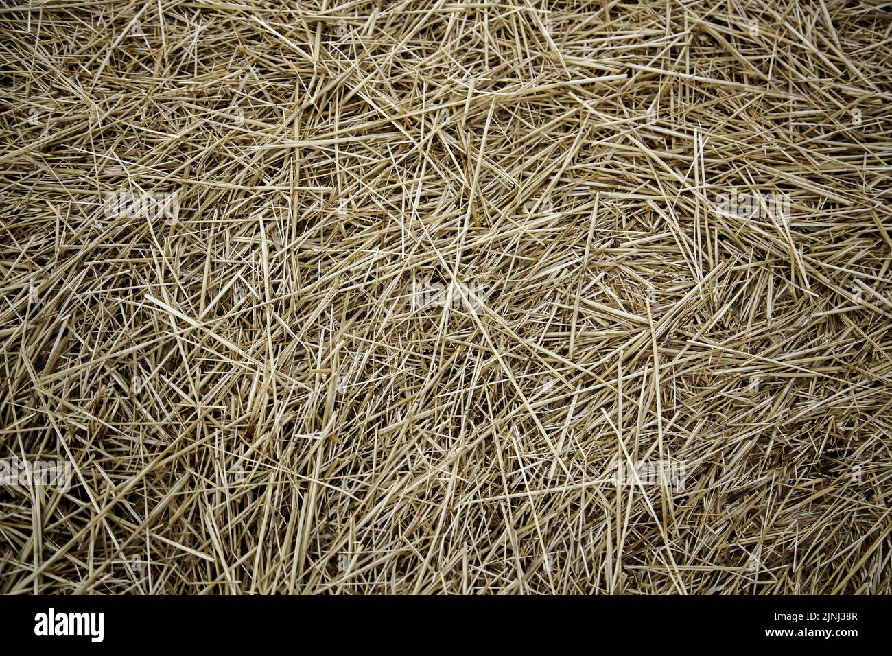Detail of dry wheat straw, animal feed Stock Photo - Alamy
