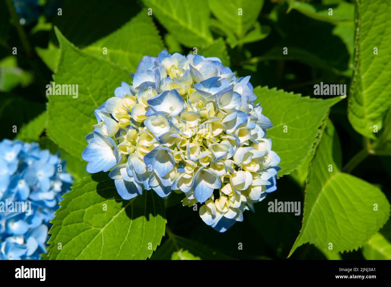 Beautiful blue and yellow Hydrangea flower (Hydrangea macrophylla) or ...