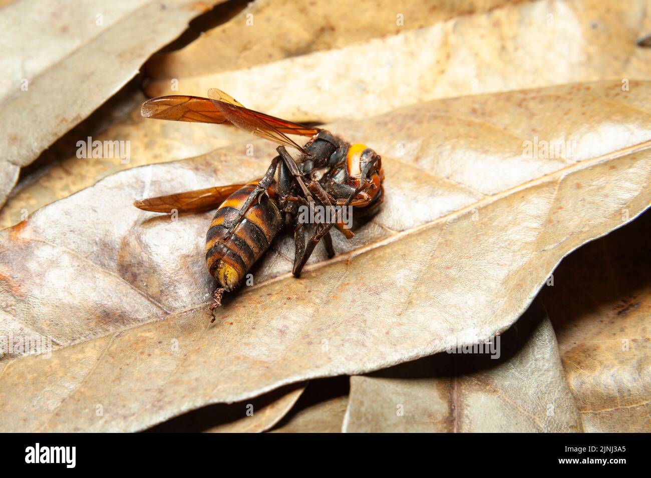 Asian giant hornet japan hi-res stock photography and images - Alamy