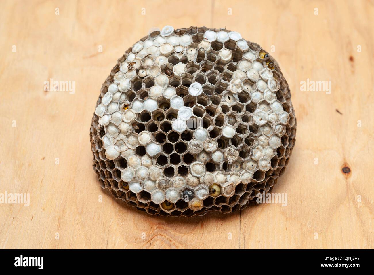 Bee larvae japanese hi-res stock photography and images - Alamy