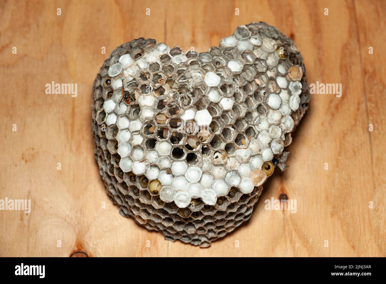 Heart shape comb with larvae of wasps known as Asian Giant Hornet or ...