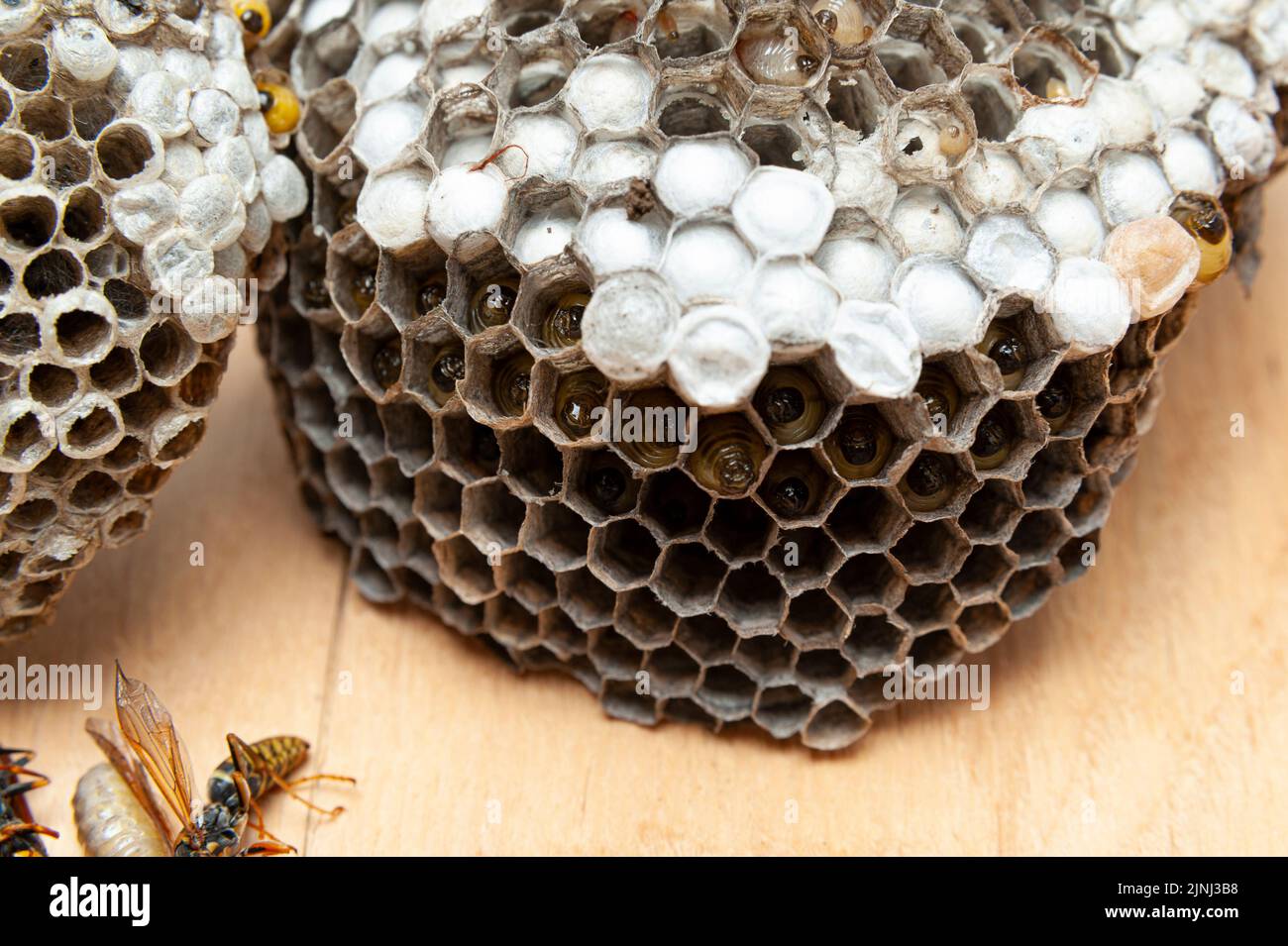 Closeup of comb with larvae of wasps known as Asian Giant Hornet or ...