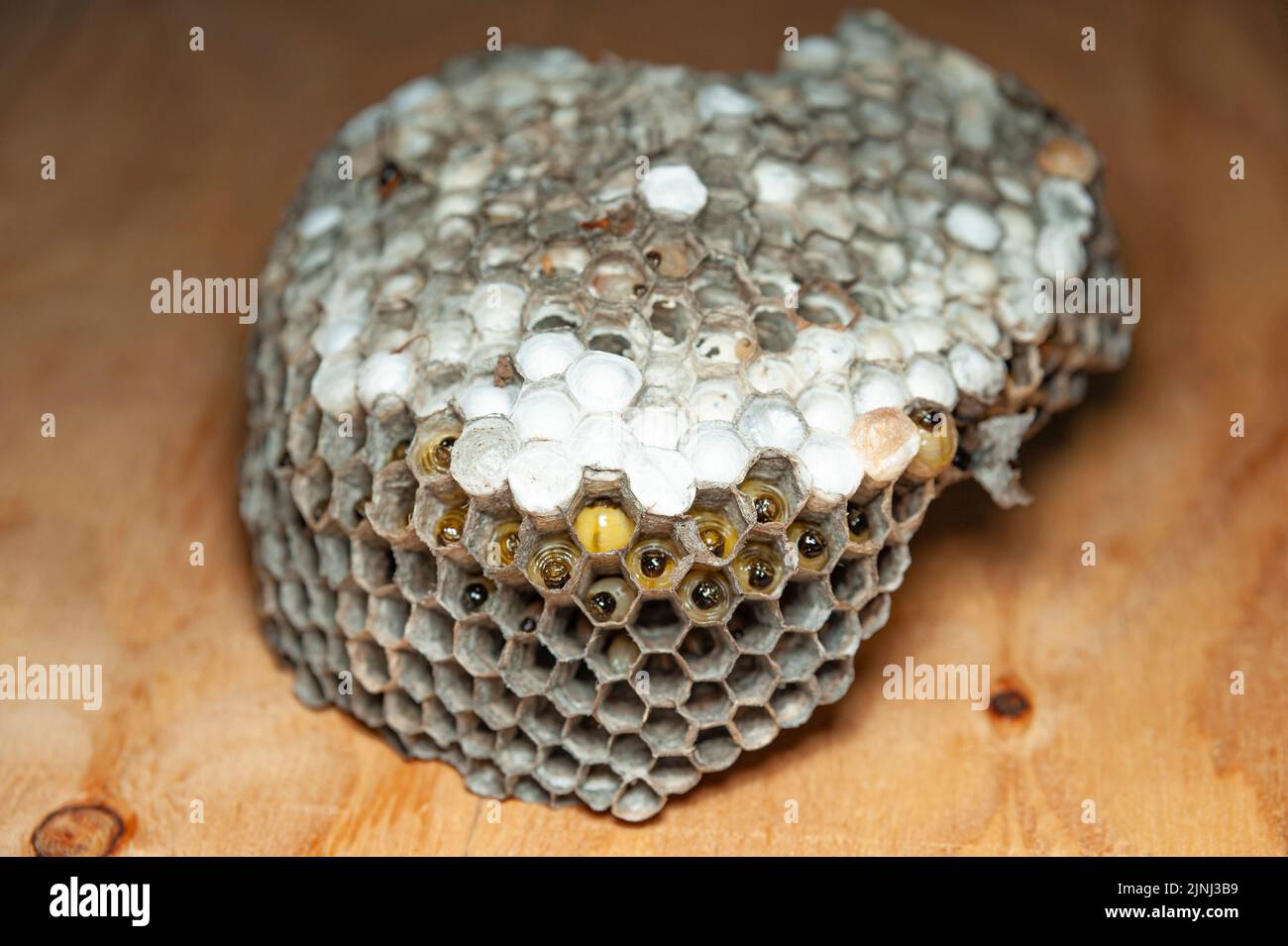Comb with larvae of wasps known as Asian Giant Hornet or Japanese Giant ...