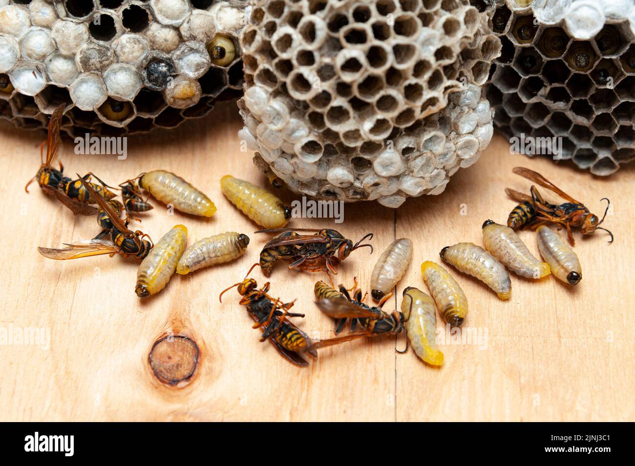 Closeup of dead larvae an wasps known as Asian Giant Hornet or Japanese ...
