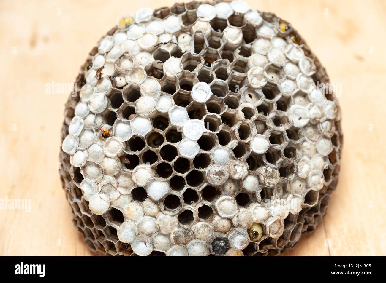 Closeup of comb with larvae of wasps known as Asian Giant Hornet or ...