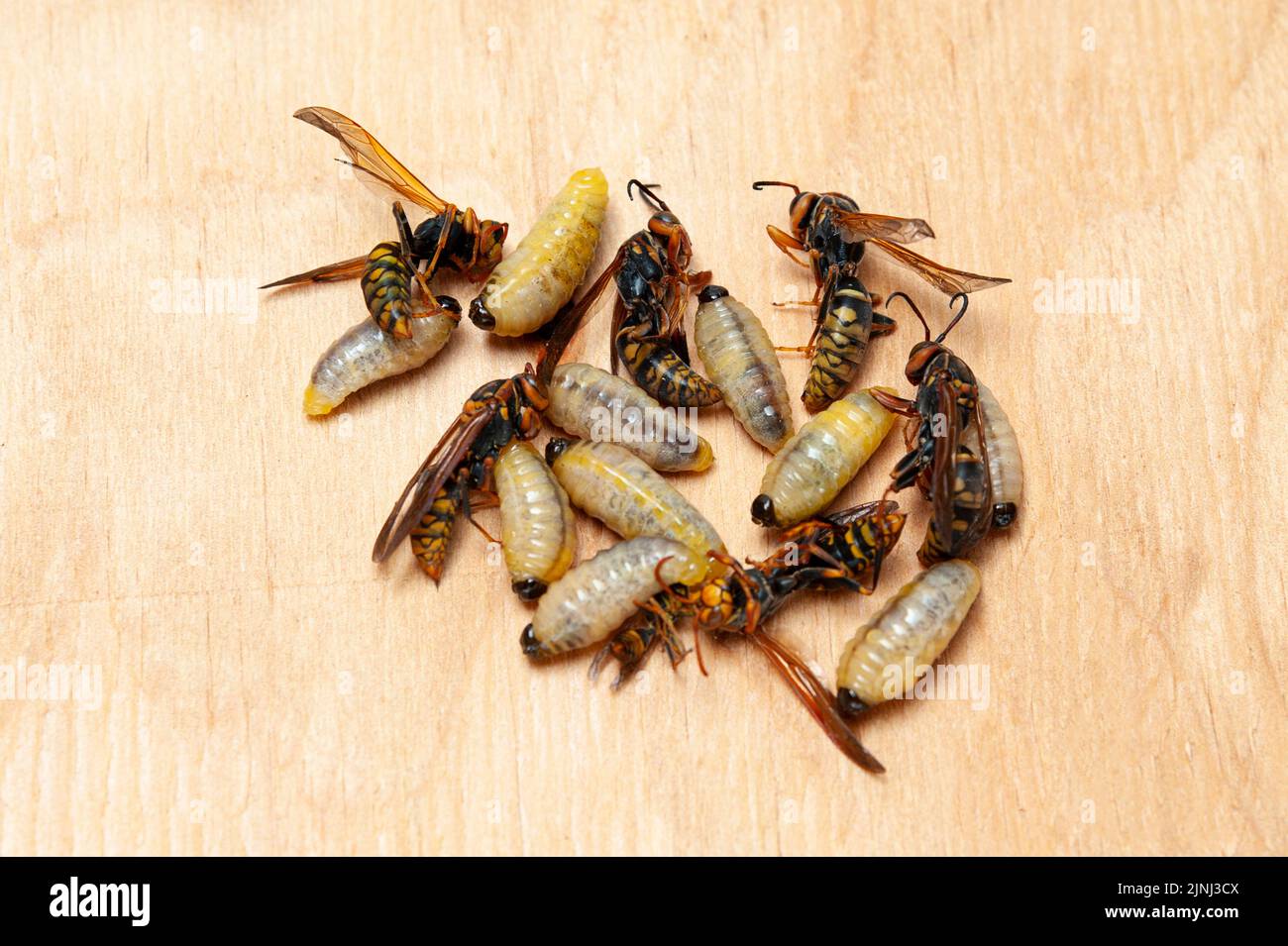 Bee larvae japanese hi-res stock photography and images - Alamy