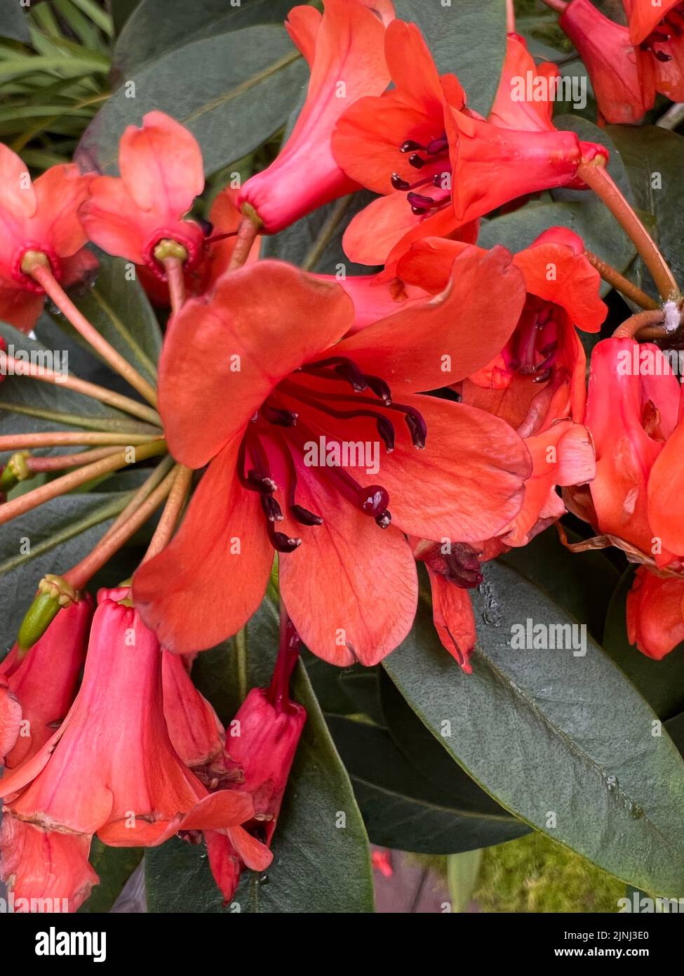 A vertical shot of red vireya rhododendron flower with green leaves in ...