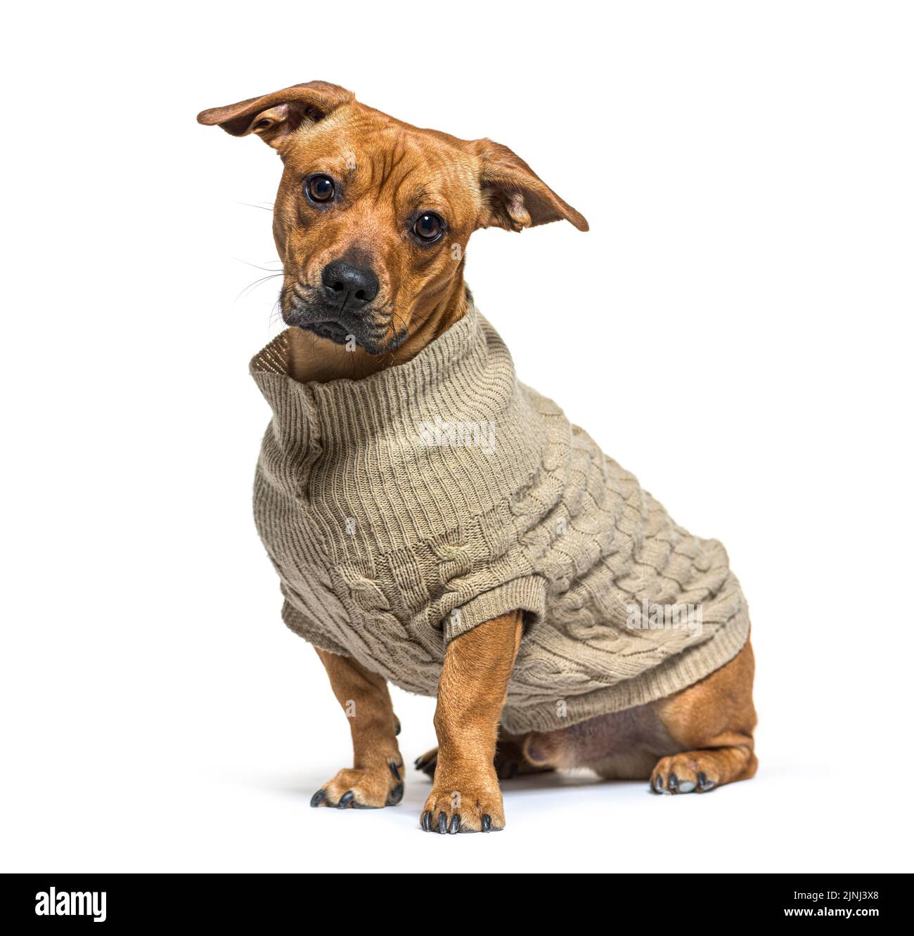 Mixed breed dog between French bulldog and Dachshund Stock Photo - Alamy