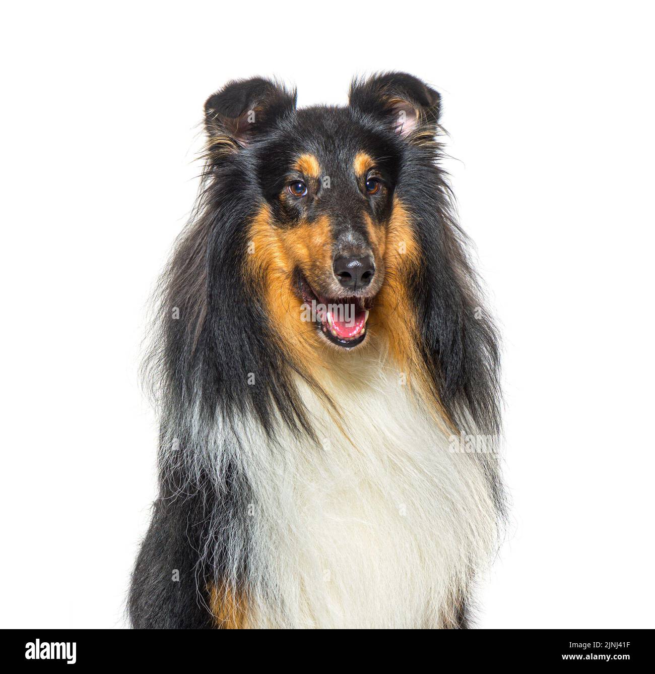 head shoit of a Rough Collie dog panting, isolated on white Stock Photo ...