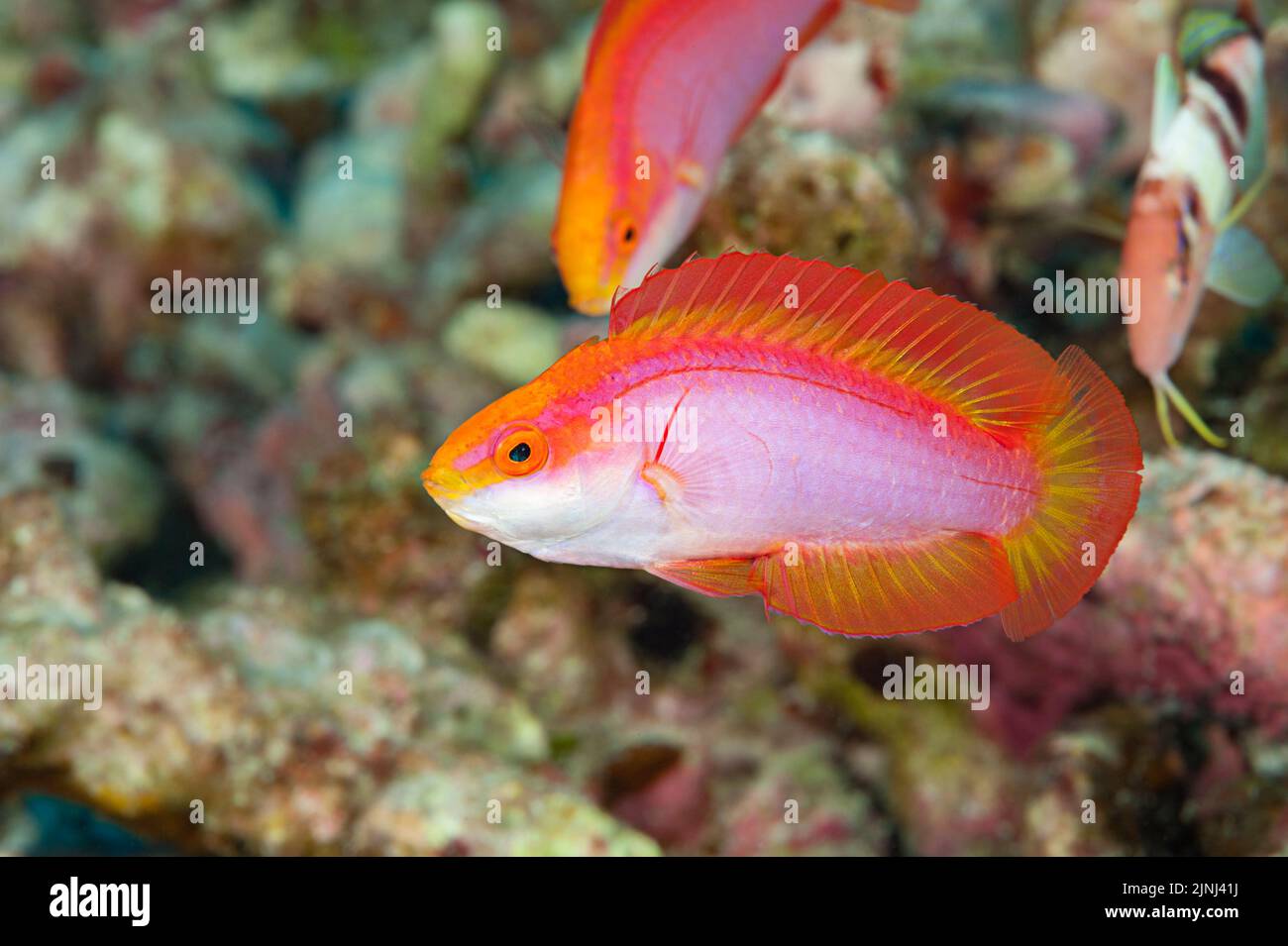 Wrasse flame 4 hi-res stock photography and images - Alamy
