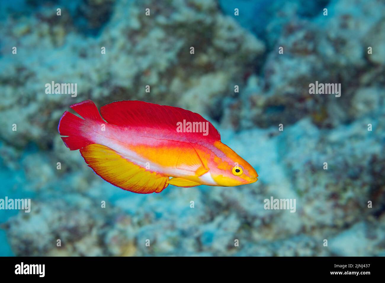 flame wrasse, Cirrhilabrus jordani ( endemic species ), male performing ...