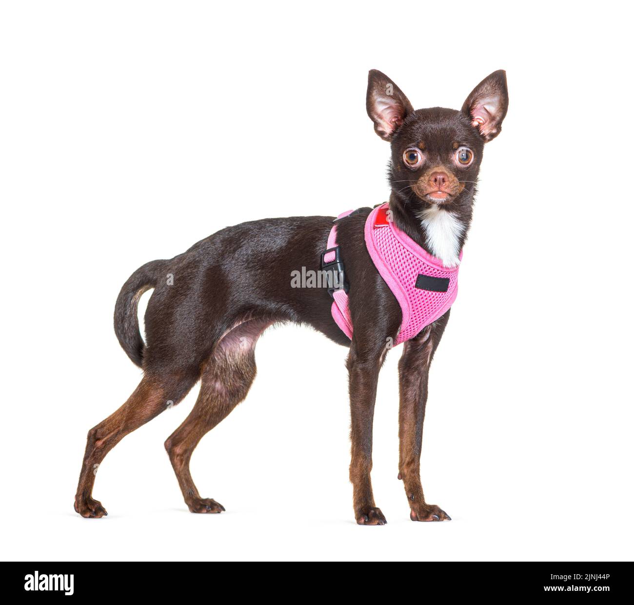 Crossbreed dog with a Chihuahua and unknow breed wearing a coat ...