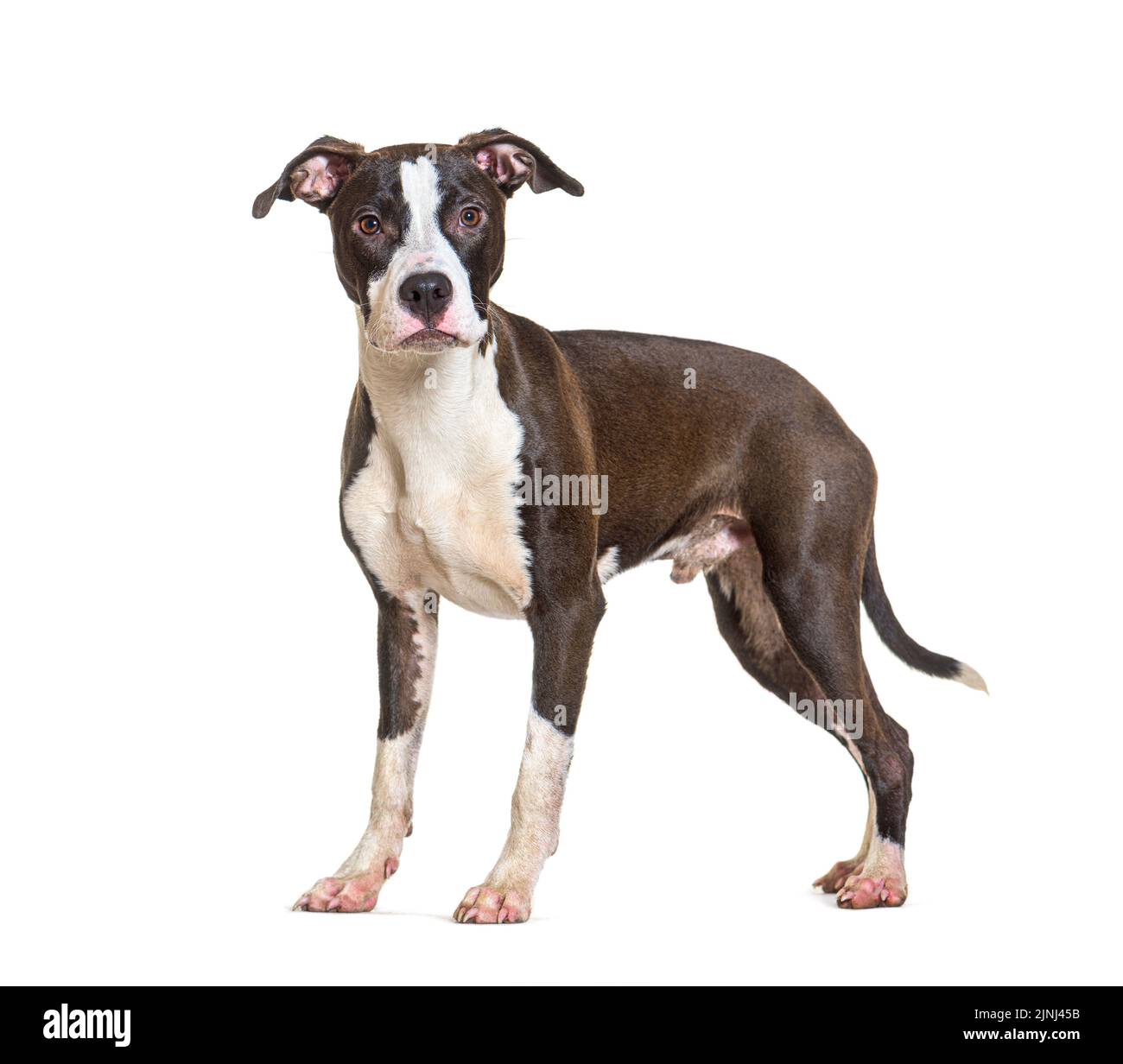 Amstaff standing in front, isolated on white Stock Photo - Alamy