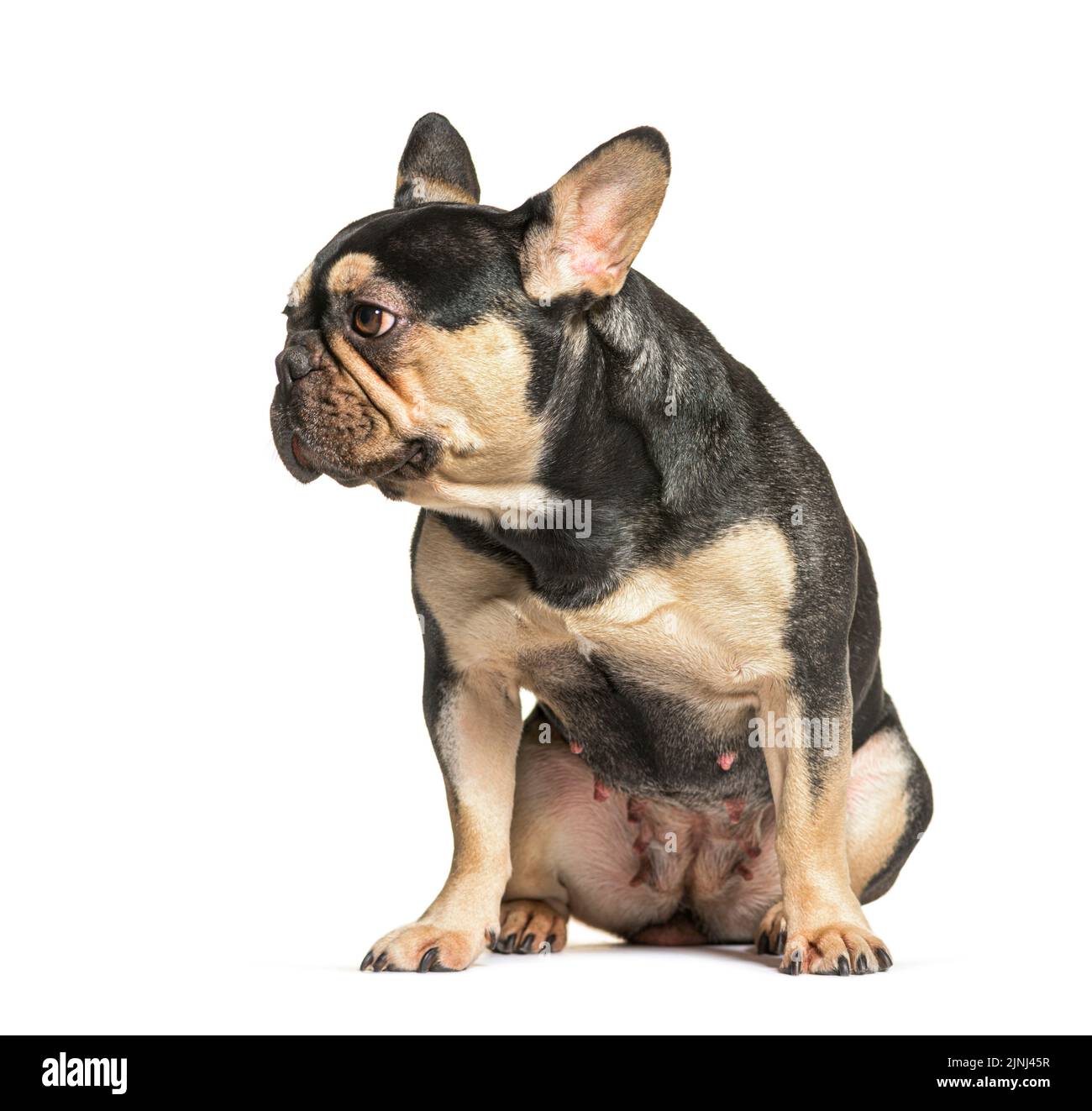 Sad french bulldog looking away, profile, isolated on white Stock Photo ...