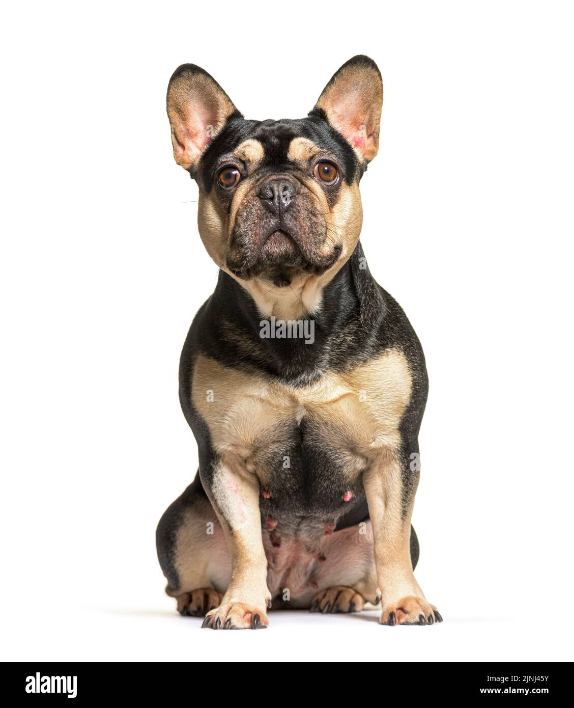 French bulldog sit in front, isolated on white Stock Photo - Alamy