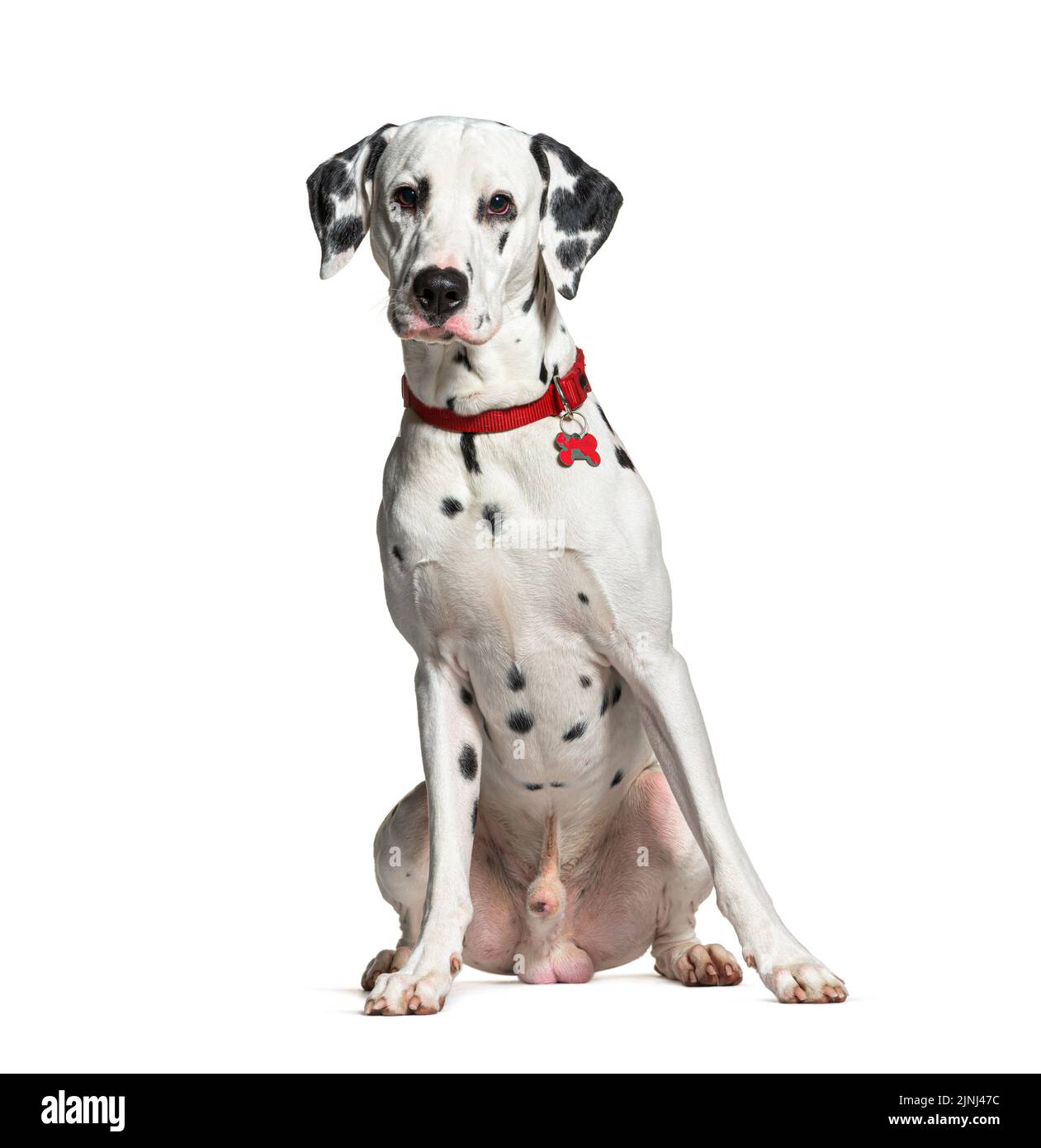 dalmatian waering a red dog collar, isolated on white Stock Photo - Alamy