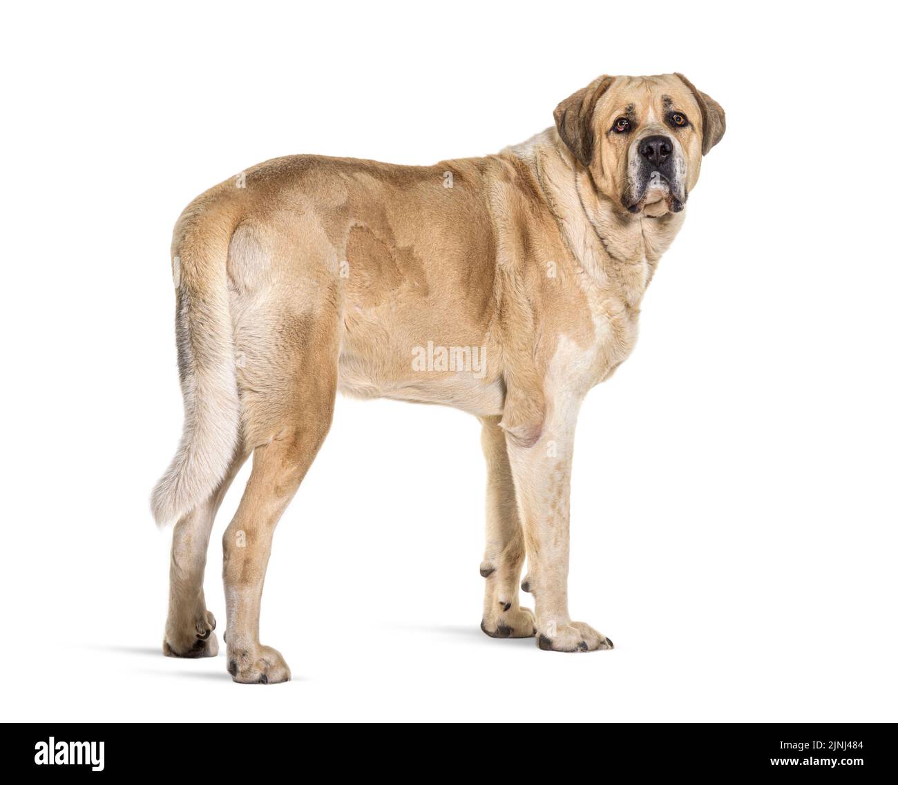 profile view of a Transmontano Mastiff, isolated on white Stock Photo ...