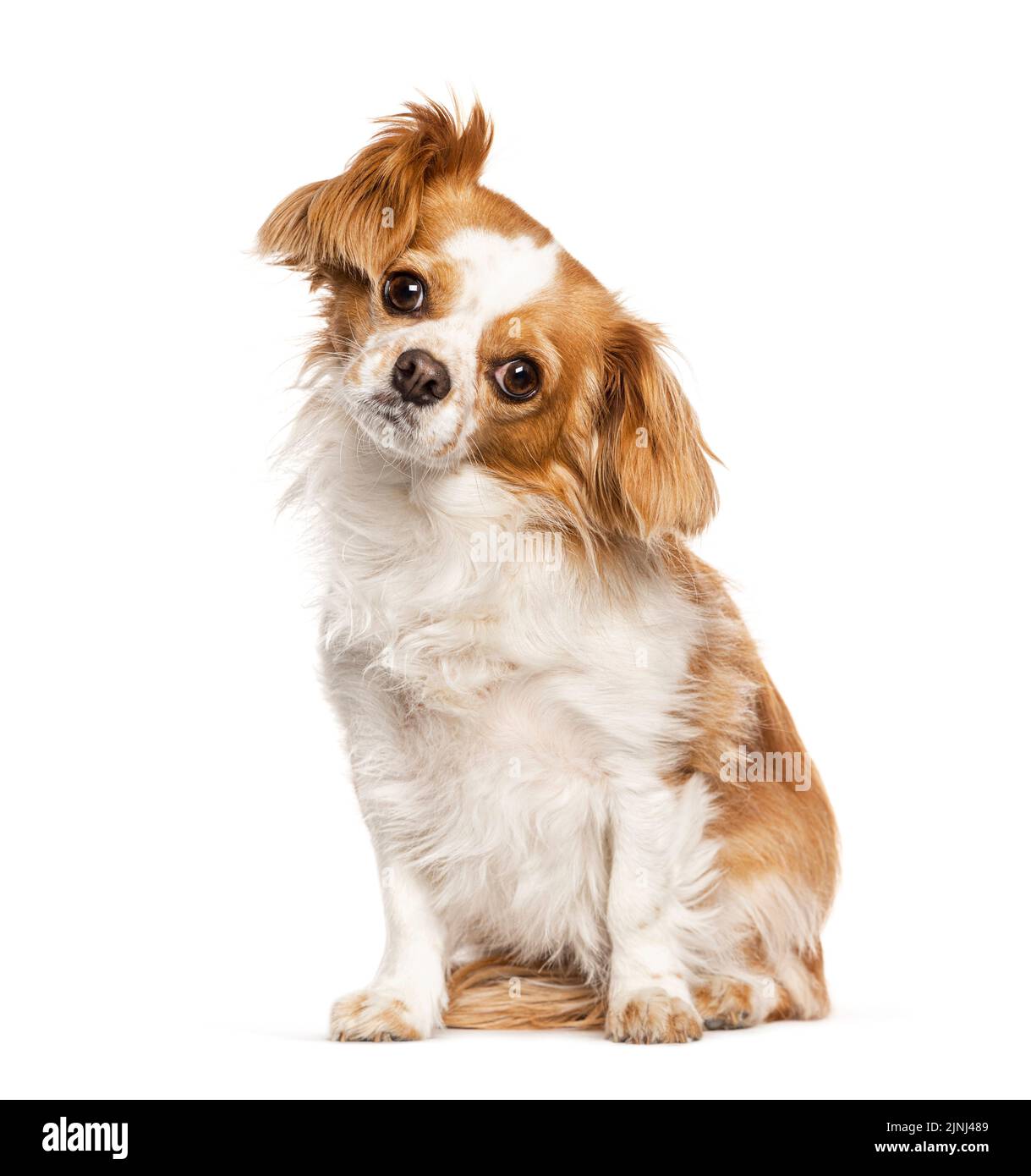 crossbreed with cavalier King Charles and unkwon breed, isolated on ...