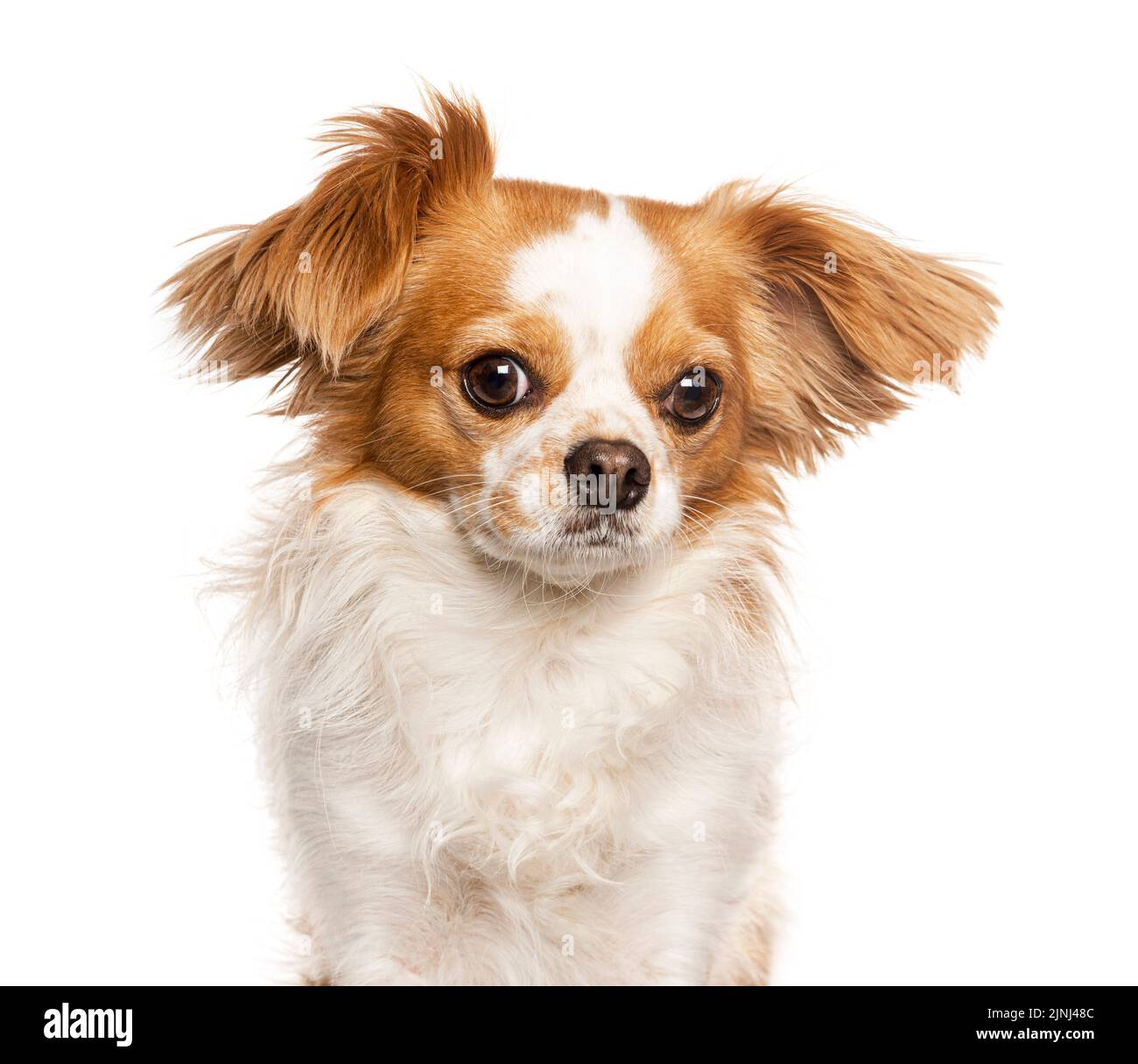 crossbreed with cavalier King Charles and unkwon breed, isolated on ...