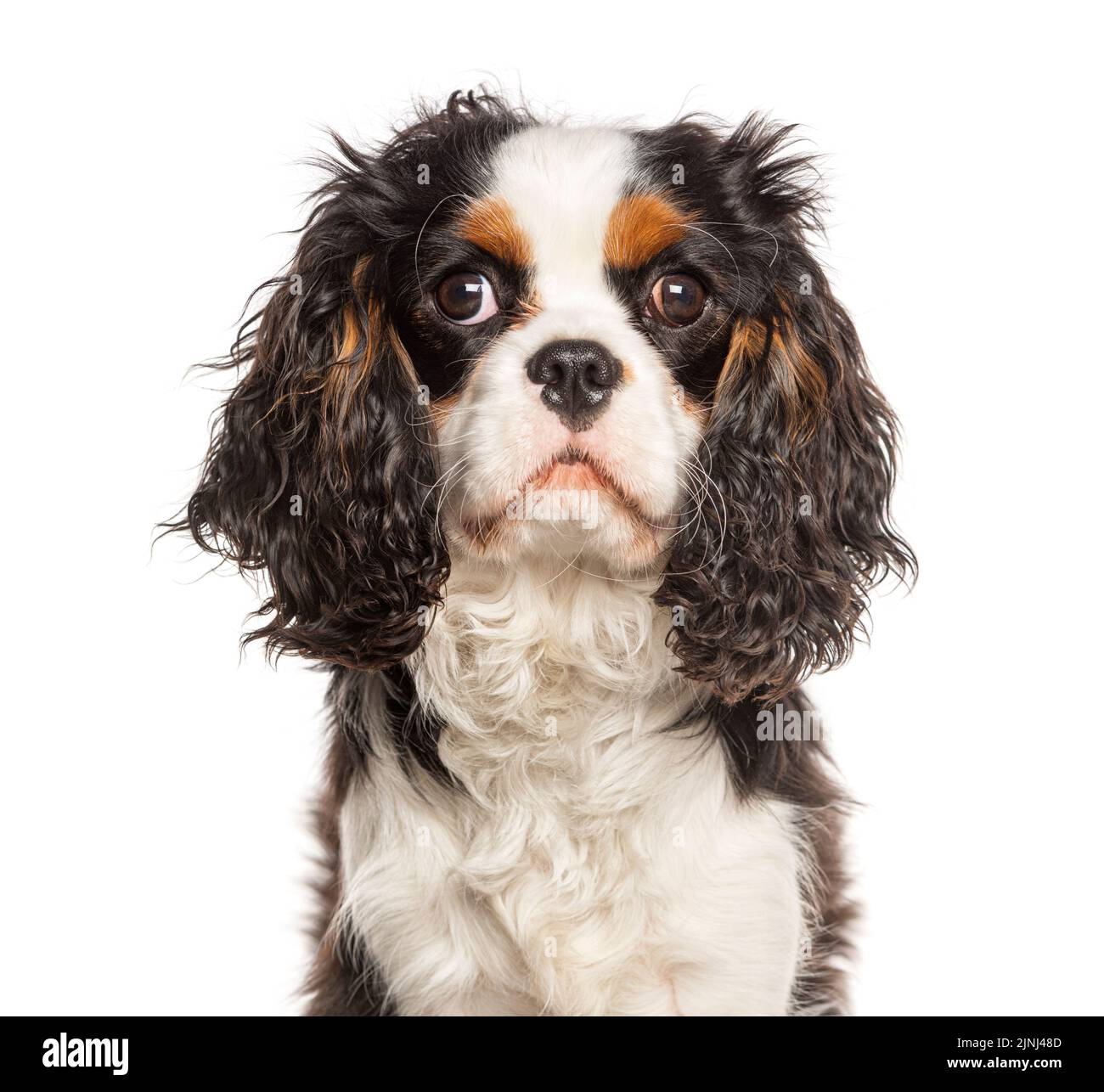 Tri colored Cavalier King Charles 7 months Stock Photo - Alamy