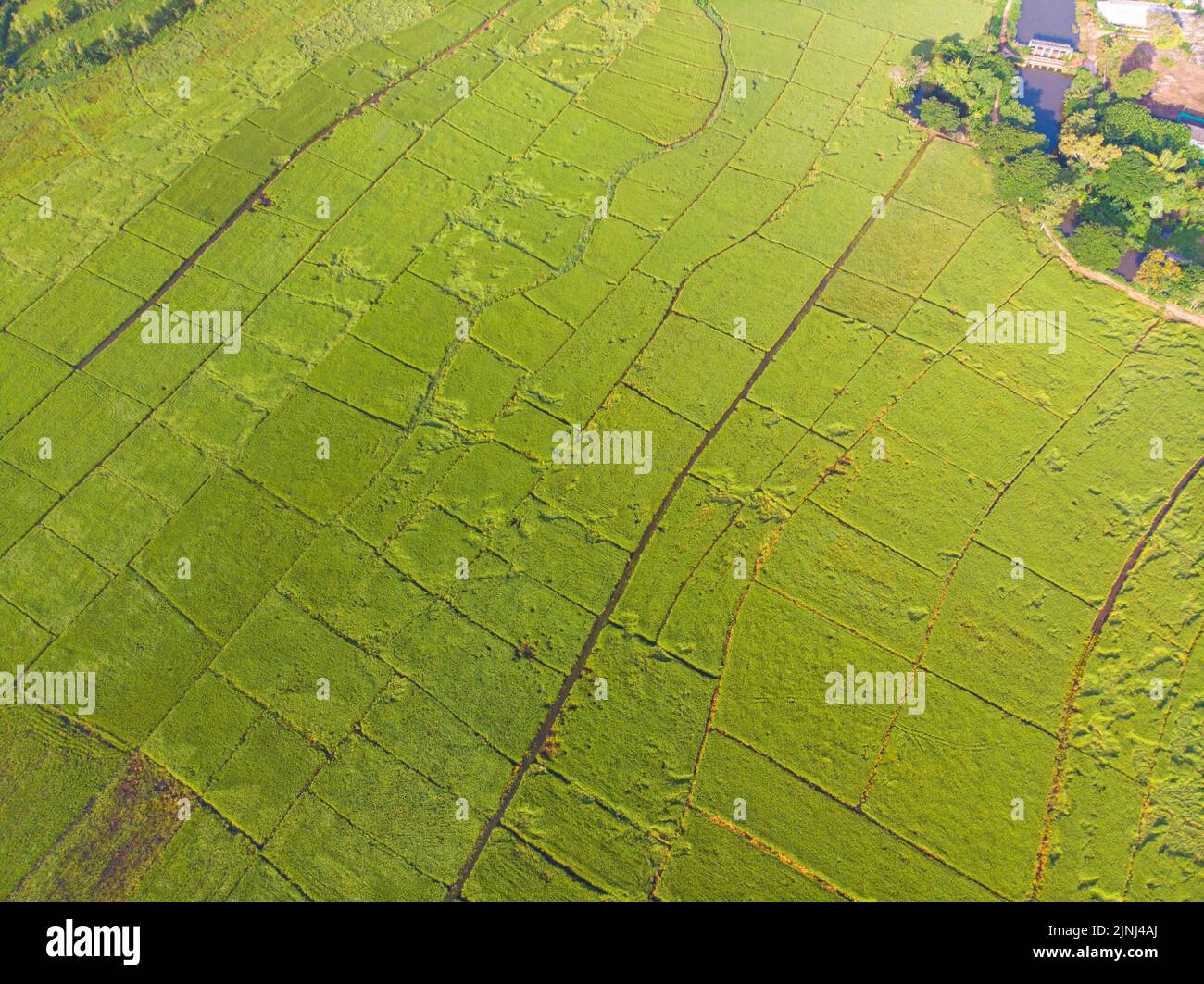 Paddy rice green plantation field morning sunrise aerial view ...
