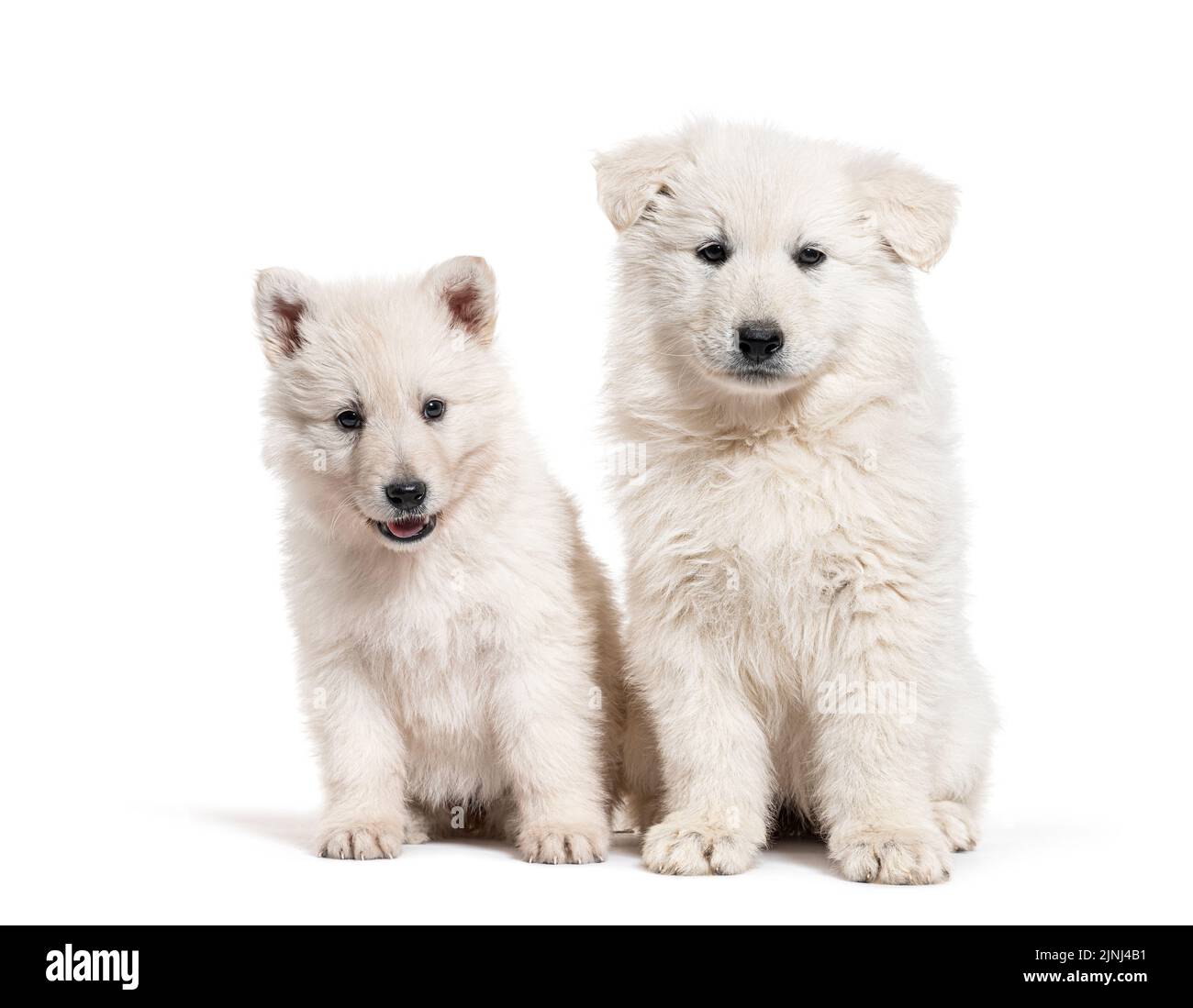 Two puppies Berger Blanc Suisse, isolated on white Stock Photo - Alamy