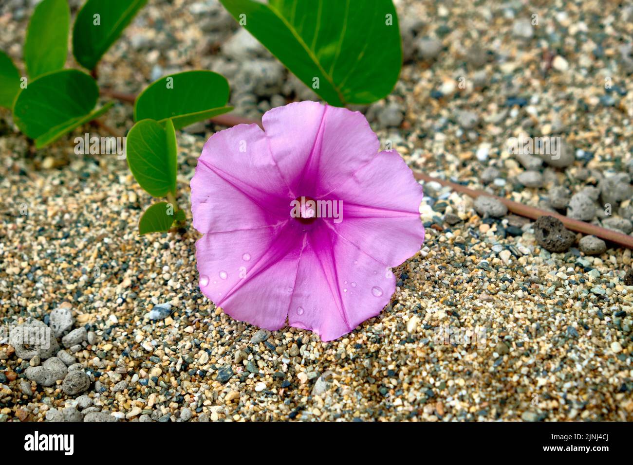 Morning Glory on a beach in Okinawa Stock Photo - Alamy