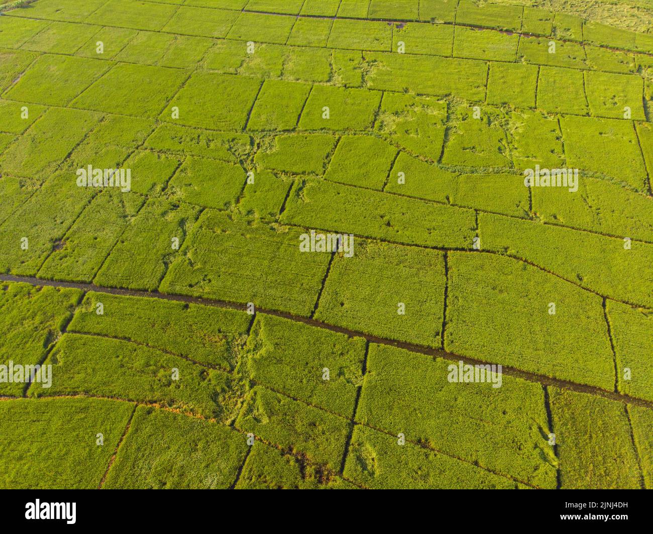 Paddy rice green plantation field morning sunrise aerial view ...
