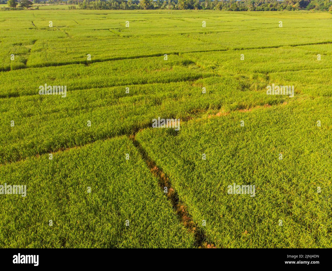 Paddy rice green plantation field morning sunrise aerial view ...