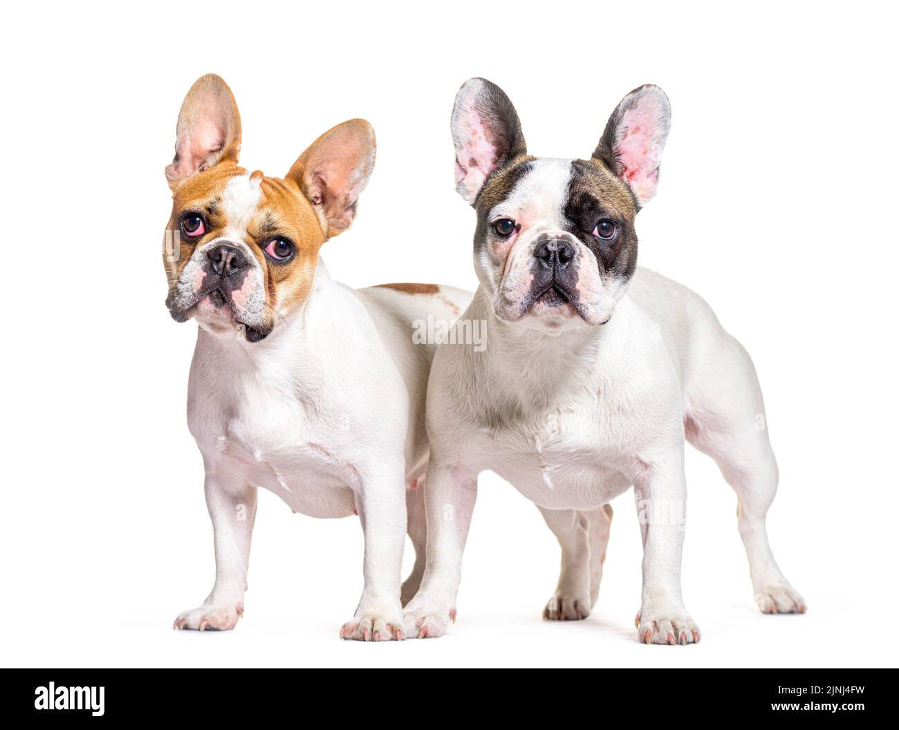 Couple french bulldog dogs hi-res stock photography and images - Alamy