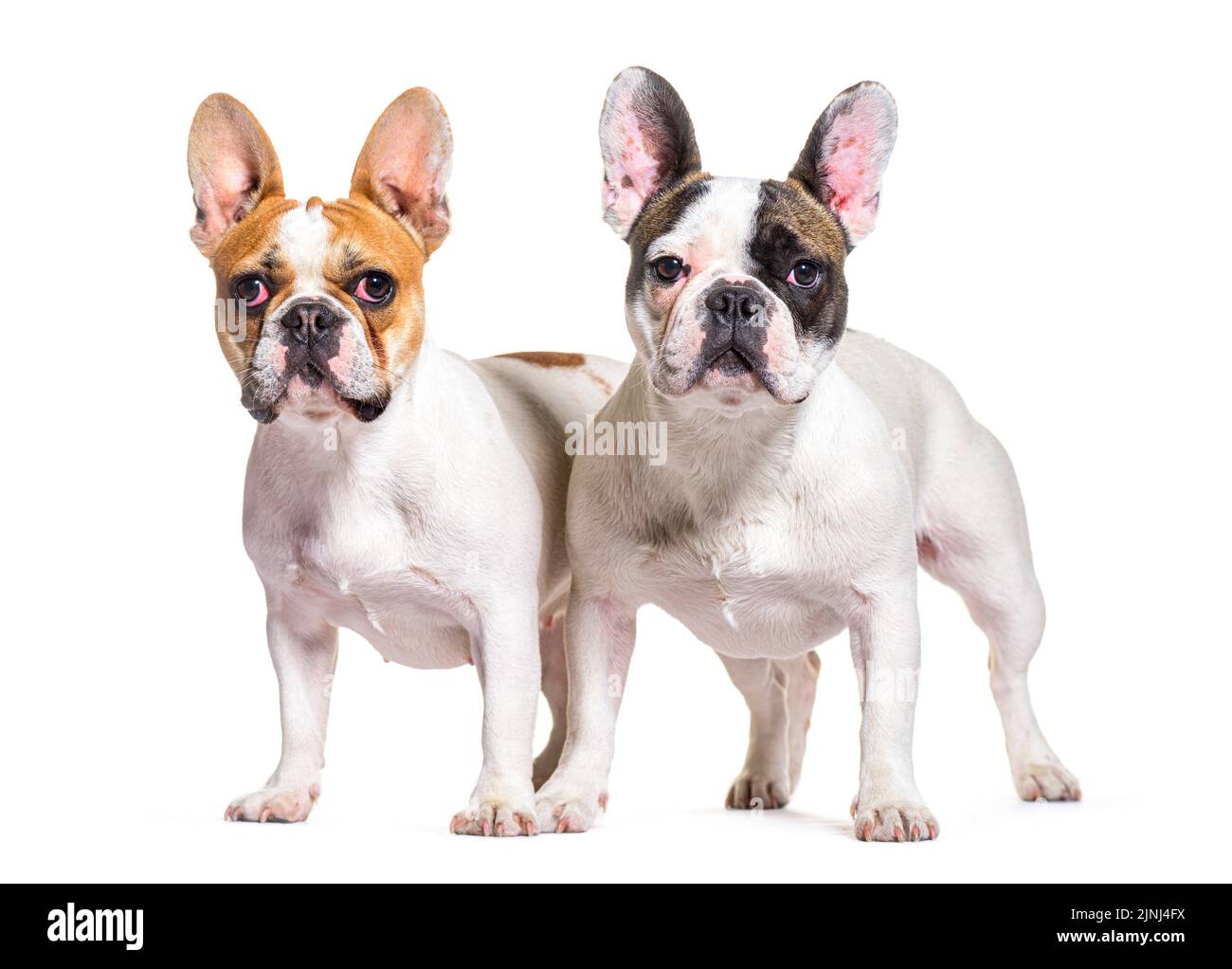 Couple french bulldog dogs hi-res stock photography and images - Alamy