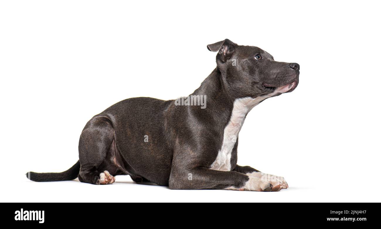 American Staffordshire terrier lying down, looking up, isolated on ...