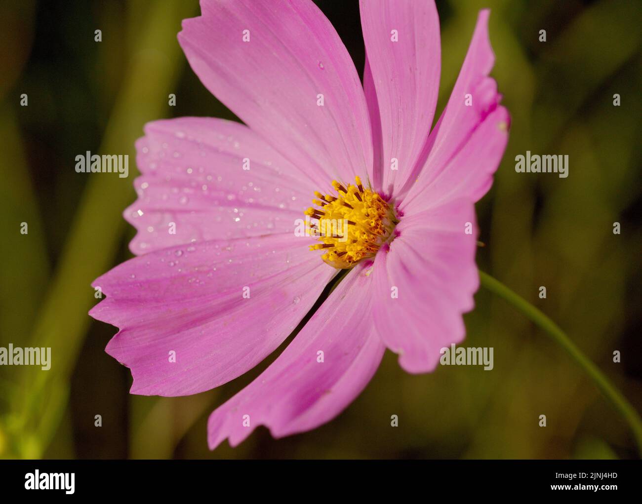 Makroblume hi-res stock photography and images - Alamy