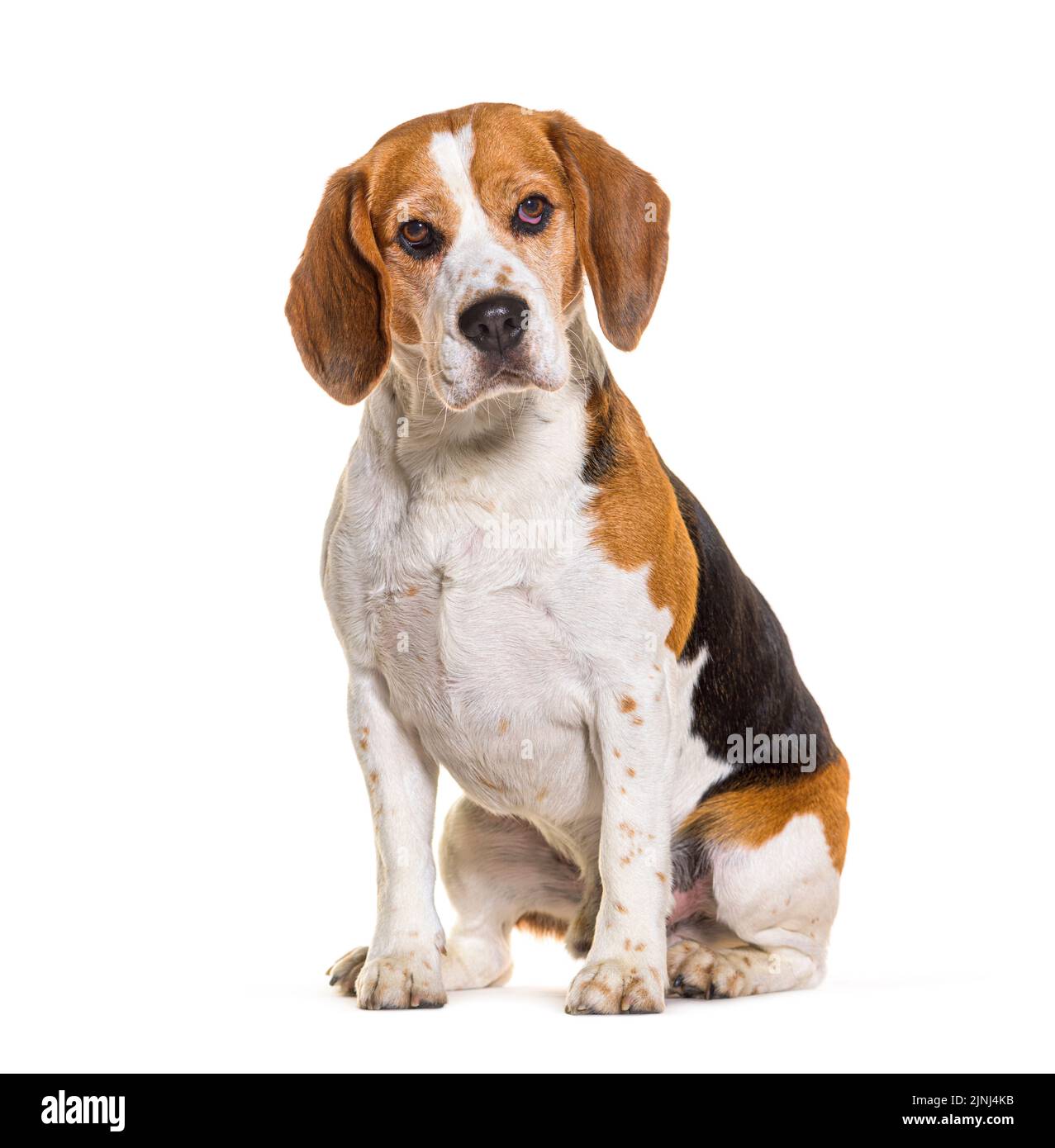 Sitting beagles hi-res stock photography and images - Alamy