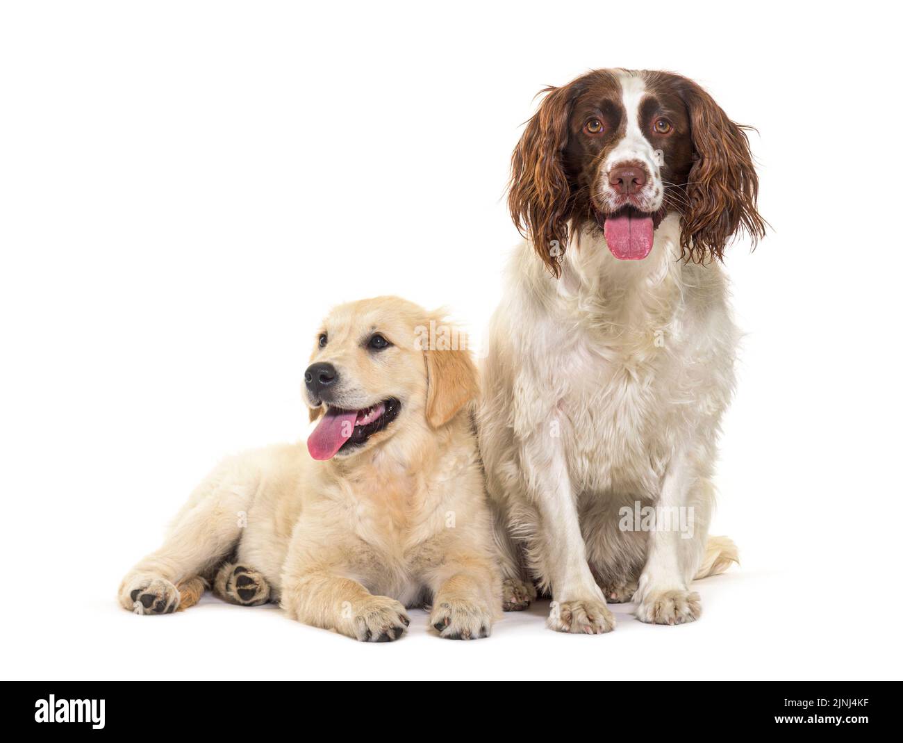 two dogs together, Golden retriever and springer spaniel, isolated on ...