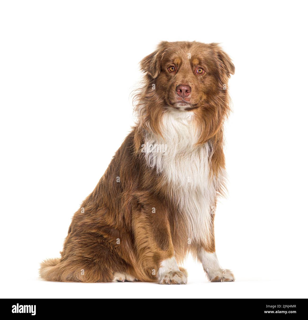 Shepherd sitting hi-res stock photography and images - Alamy